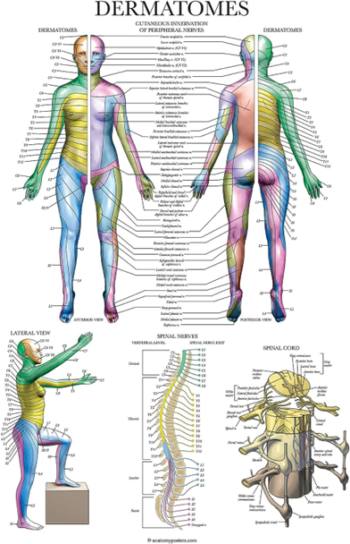 Decoding Dermatomes: The Body's Sensory Map Explained